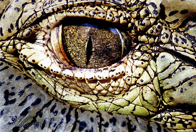 Hon na lidožravého krokodýla — Česká televize