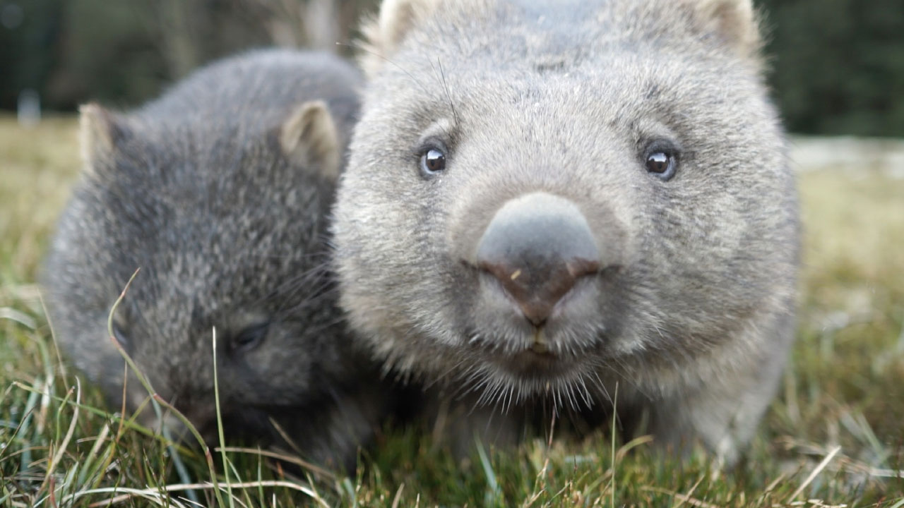 Obdivuhodný svět přírody: Vombat obecný — Česká televize