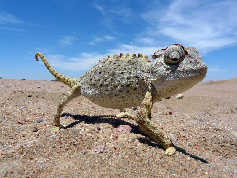 Poušť Namib - boj o přežití: V údolí pouštních lvů — Česká televize