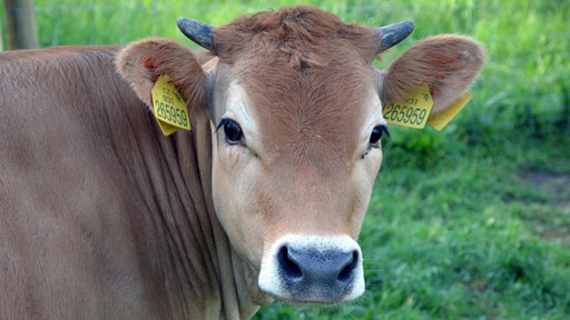 A ta kráva... — Česká televize