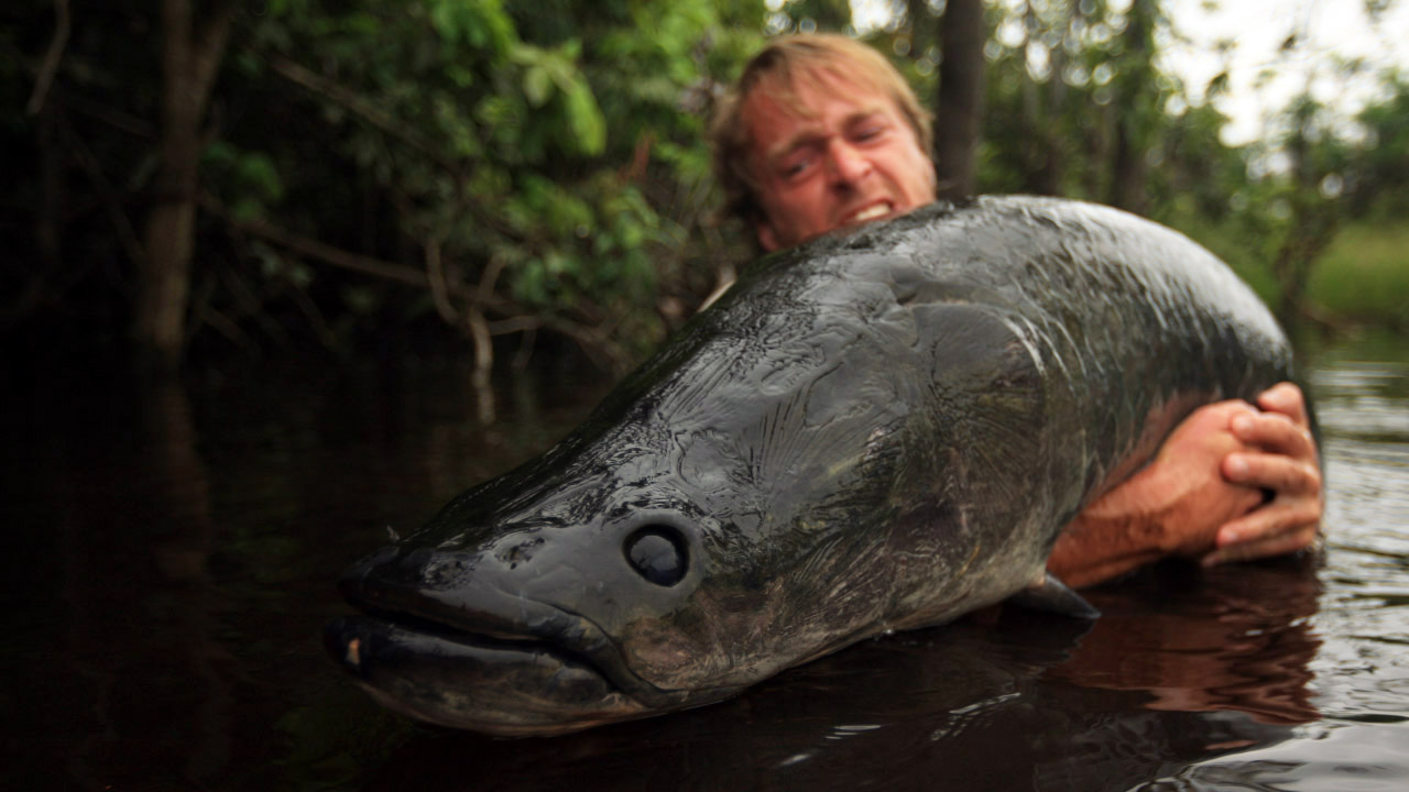 Rybí legendy Jakuba Vágnera: Arapaima gigas - Amazonie — Česká televize
