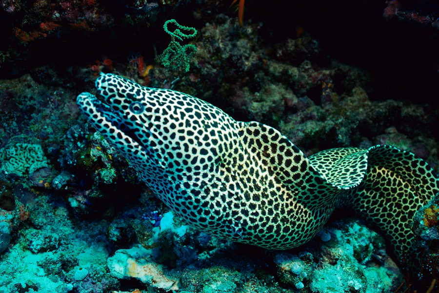 Murény, tajuplní lovci hlubin — Česká televize