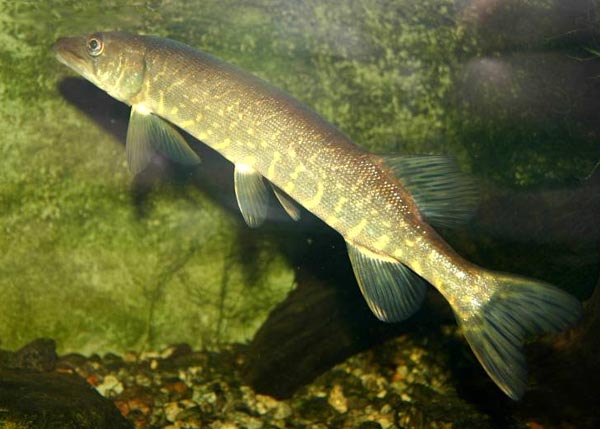 GC8TX4F Štika obecná (ryby českých rybníků) (Traditional Cache) in ...