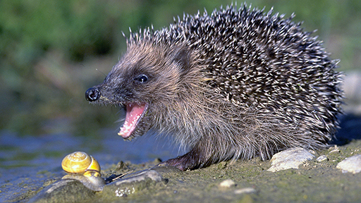 Život savců: Hmyzožraví savci — Česká televize