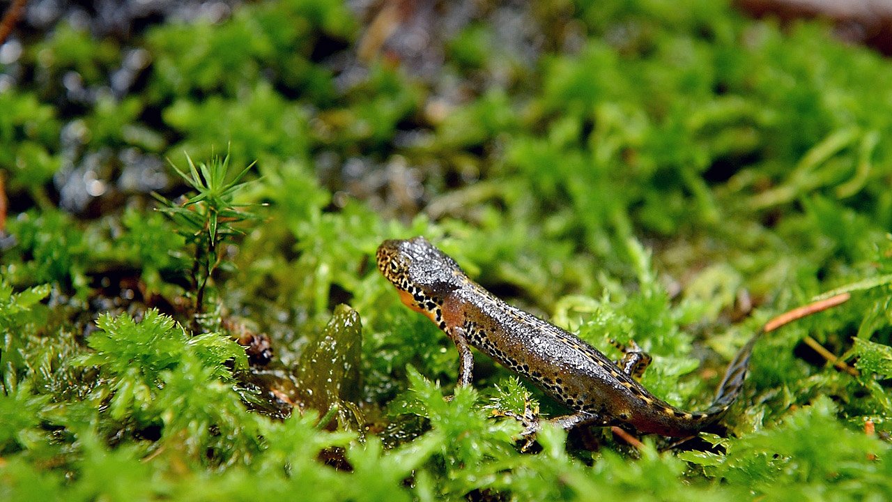 Čolek horský — Magické hlubiny: Člověk a voda — Česká televize